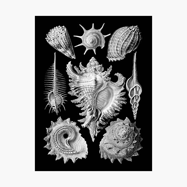 Lámina fotográfica «Prosobranchia, molusca de concha de mar vintage y ...