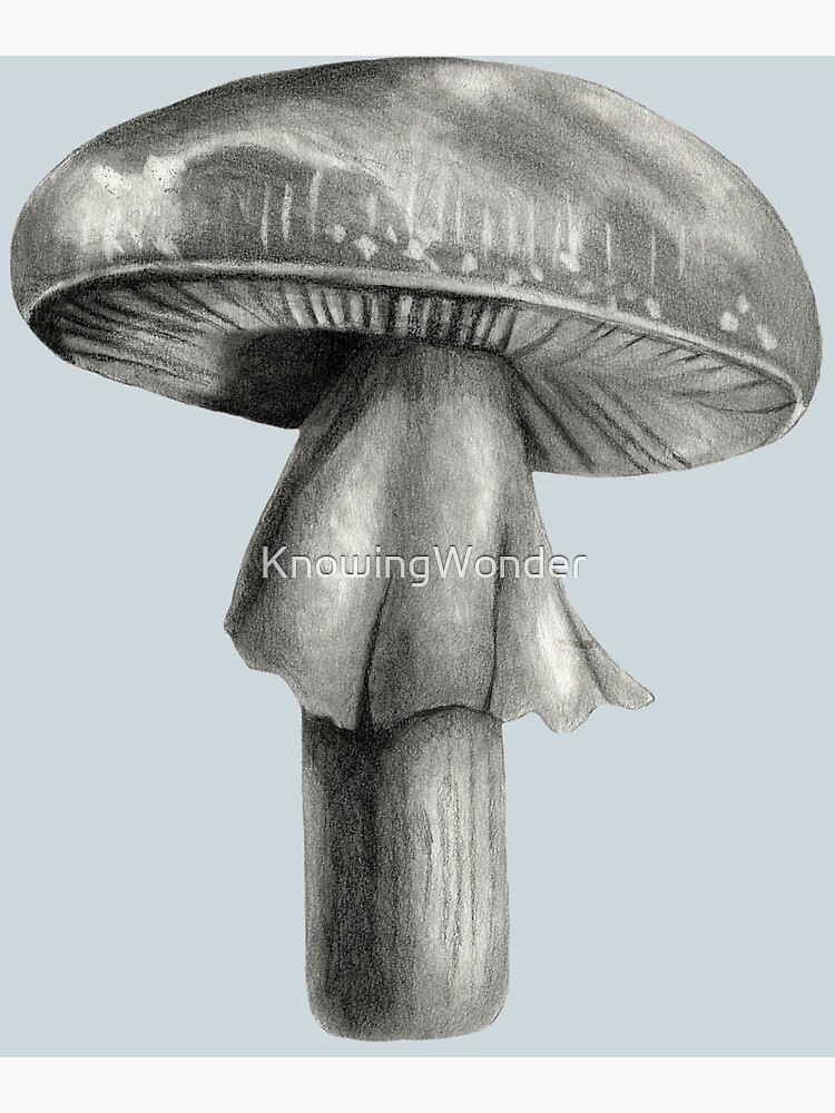 "Toadstool drawing in black, white and grey" Poster for Sale by ...