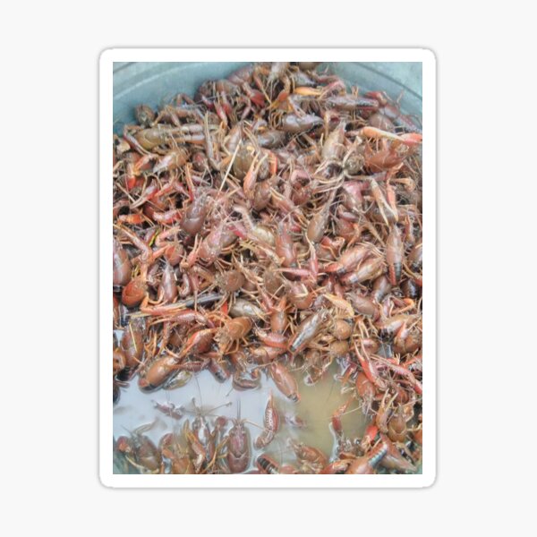 "Muddy mud mudbugs" Sticker by StarTreader | Redbubble