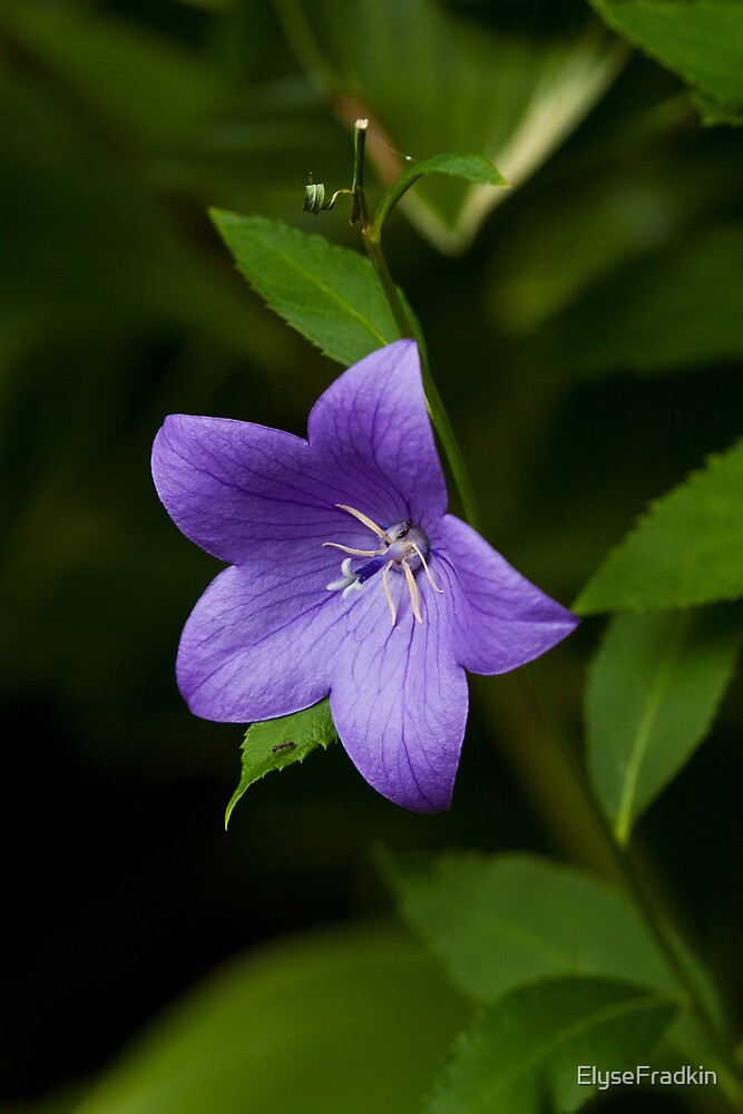 "Balloon Flower" by ElyseFradkin | Redbubble