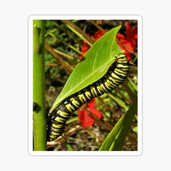 "Monarch Caterpillar" Sticker for Sale by Faerieglen | Redbubble