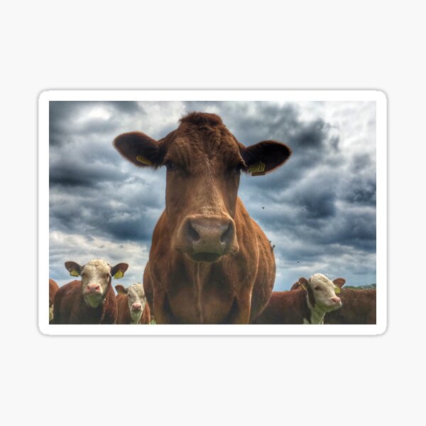 "Cow & Calves" Sticker by Rustically | Redbubble