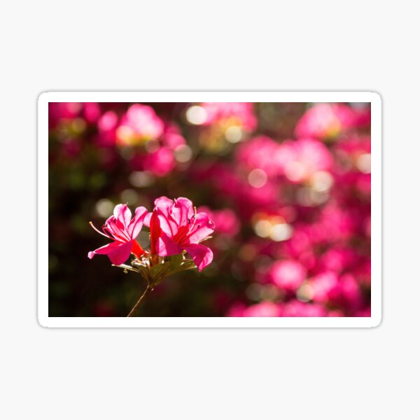 "Pink Azalea Flowers" Sticker by jojobob | Redbubble
