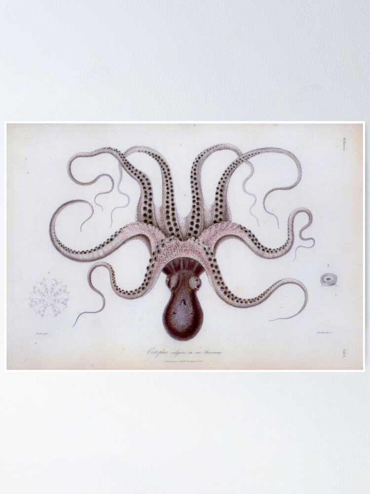 "Upside Down Octopus" Poster for Sale by thevintagequeen | Redbubble