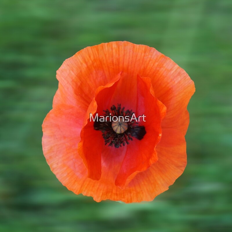 "Floating poppy " by MarionsArt | Redbubble