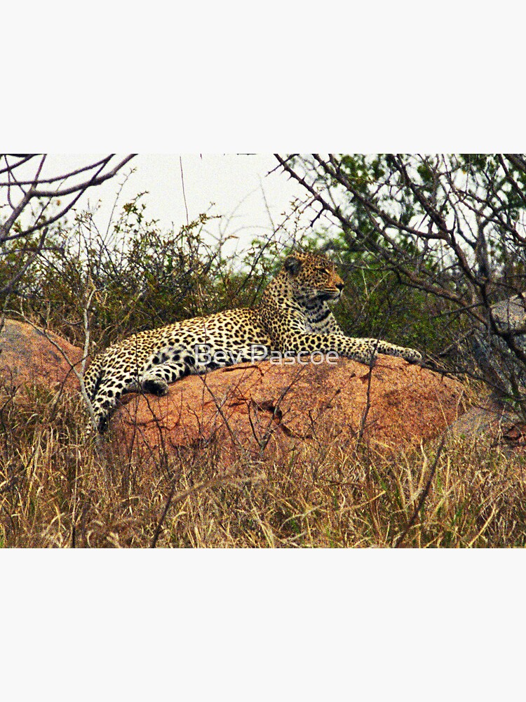 "Leopard reclining in Kruger National Park, Sth Africa" Poster by ...