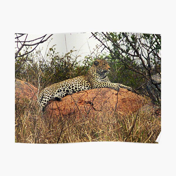 "Leopard reclining in Kruger National Park, Sth Africa" Poster by ...