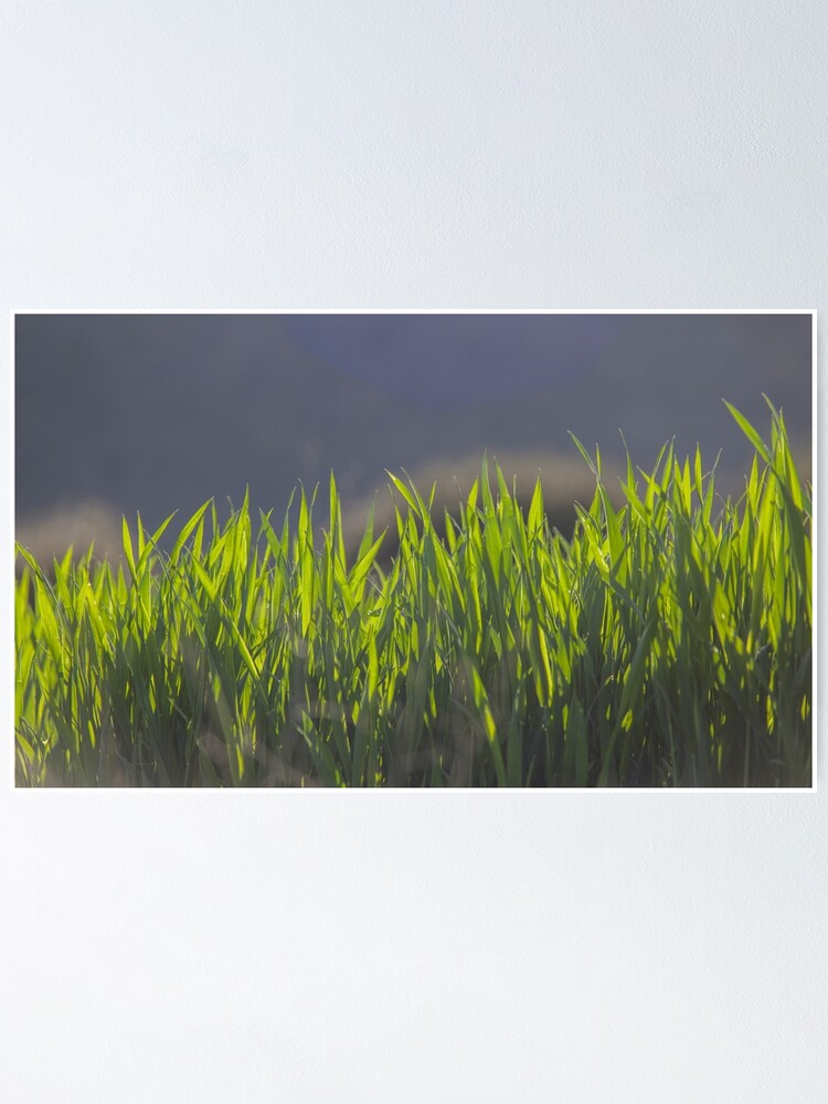 "Grass" Poster by joneagoitz | Redbubble