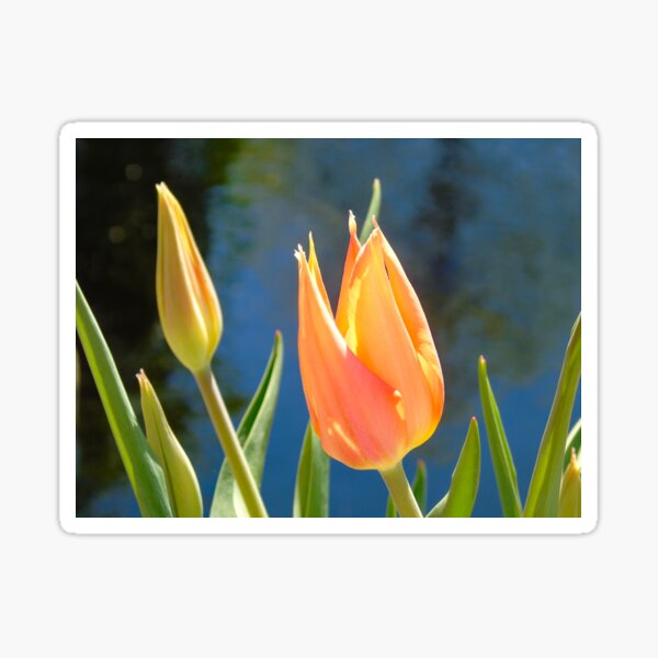"Spring Tulip" Sticker for Sale by MAMMAJAMMA | Redbubble