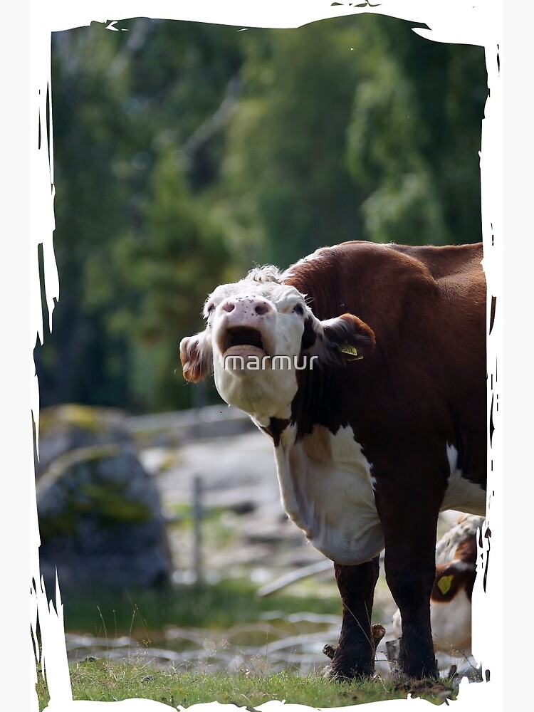 "grumpy cow talk" Poster for Sale by marmur | Redbubble