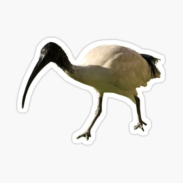 Bin Chicken Gifts & Merchandise | Redbubble