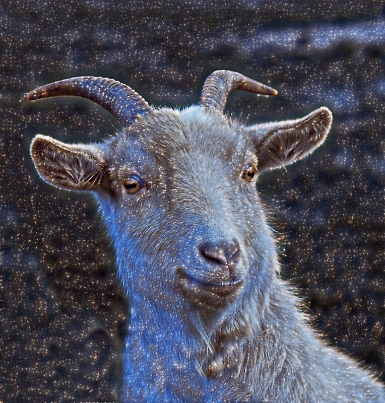 "Glittering space goat from beyond the stars" by CannyBeasties | Redbubble