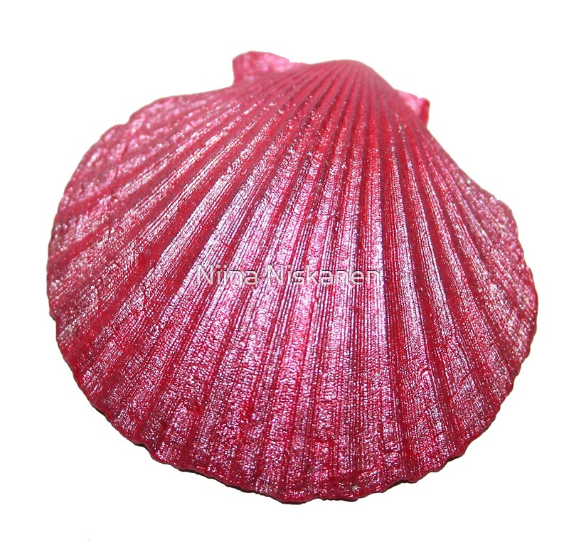 "Shiny Red Scallop Shell " by Niina Niskanen | Redbubble