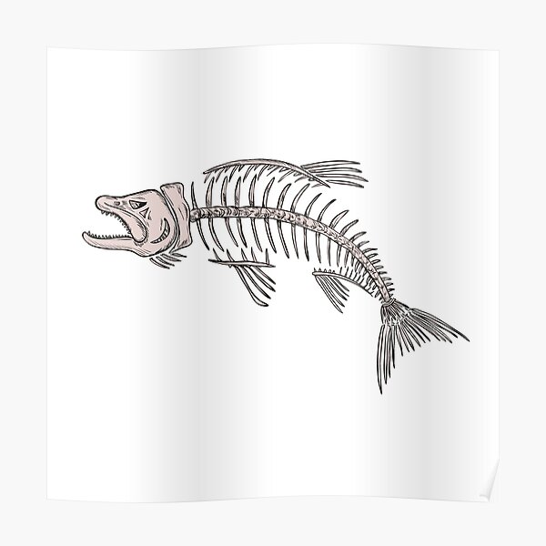 "King Salmon Skeleton Drawing" Poster by patrimonio | Redbubble