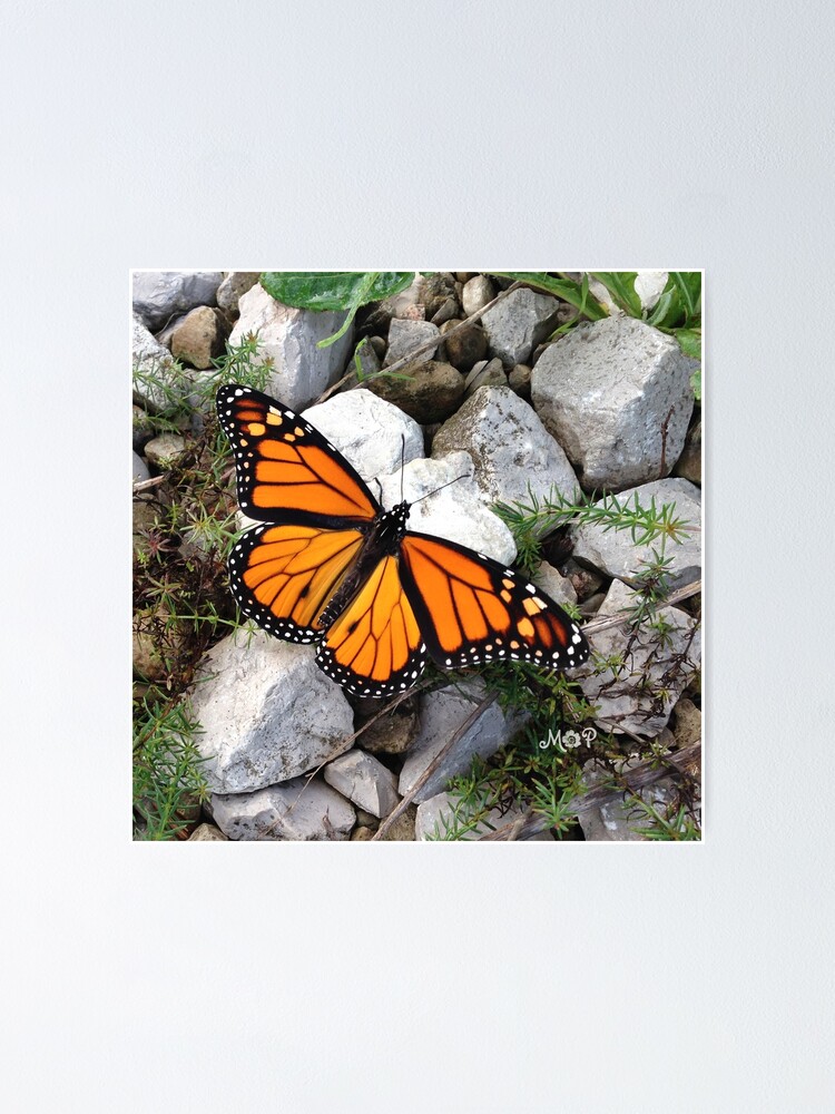 "Monarch Butterfly" Poster by ImagesShared | Redbubble