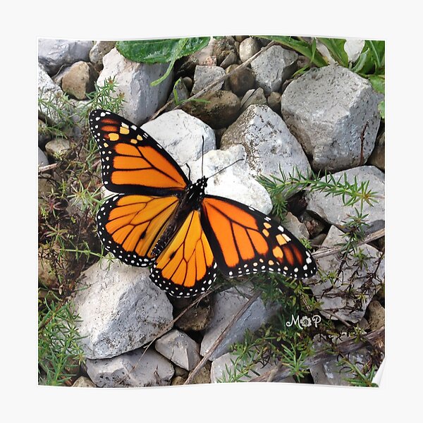 "Monarch Butterfly" Poster by ImagesShared | Redbubble
