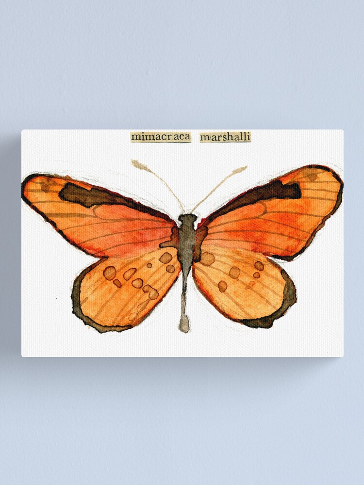 "Mimacraea marshalli (Marshall's False Monarch)" Canvas Print by ...