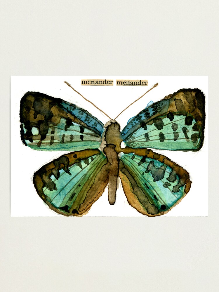 "Menander menander (Blue Tharops Butterfly)" Photographic Print for ...