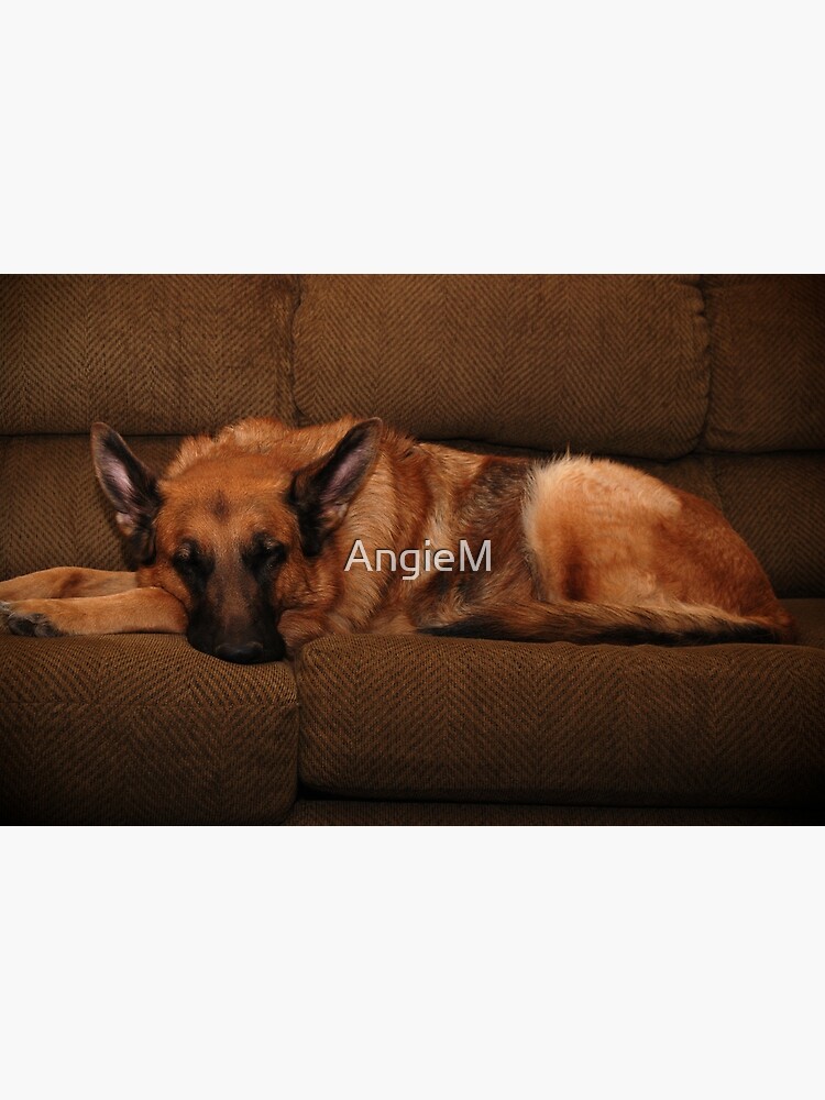 "Shhh. Dog Sleeping Here" Poster for Sale by AngieM | Redbubble