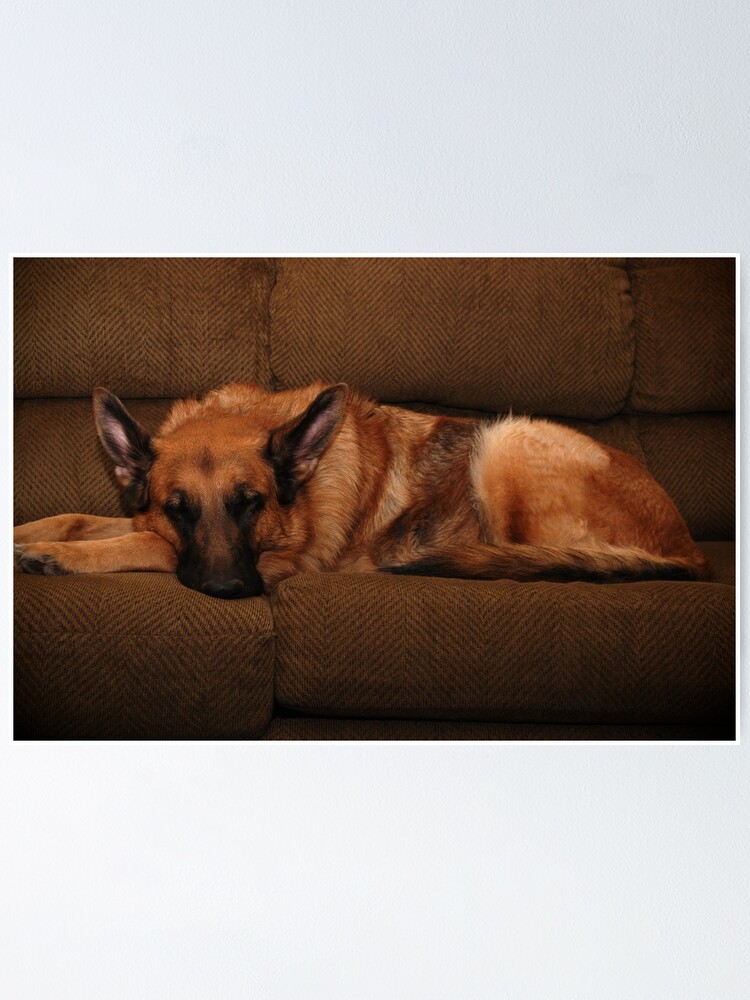 "Shhh. Dog Sleeping Here" Poster by AngieM | Redbubble