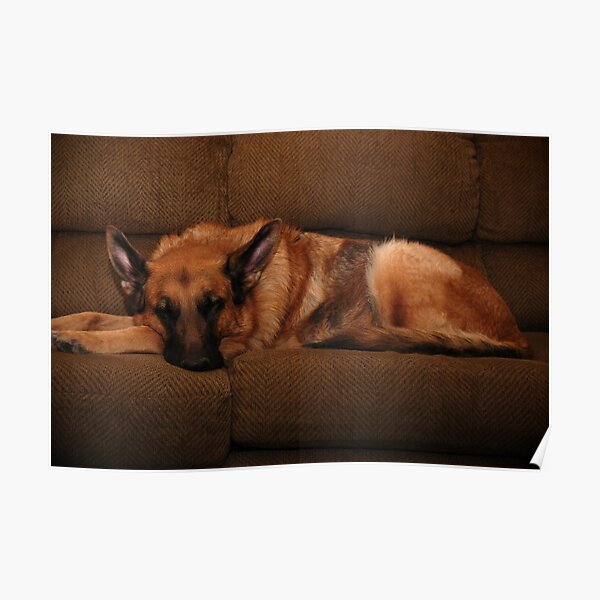 "Shhh. Dog Sleeping Here" Poster for Sale by AngieM | Redbubble