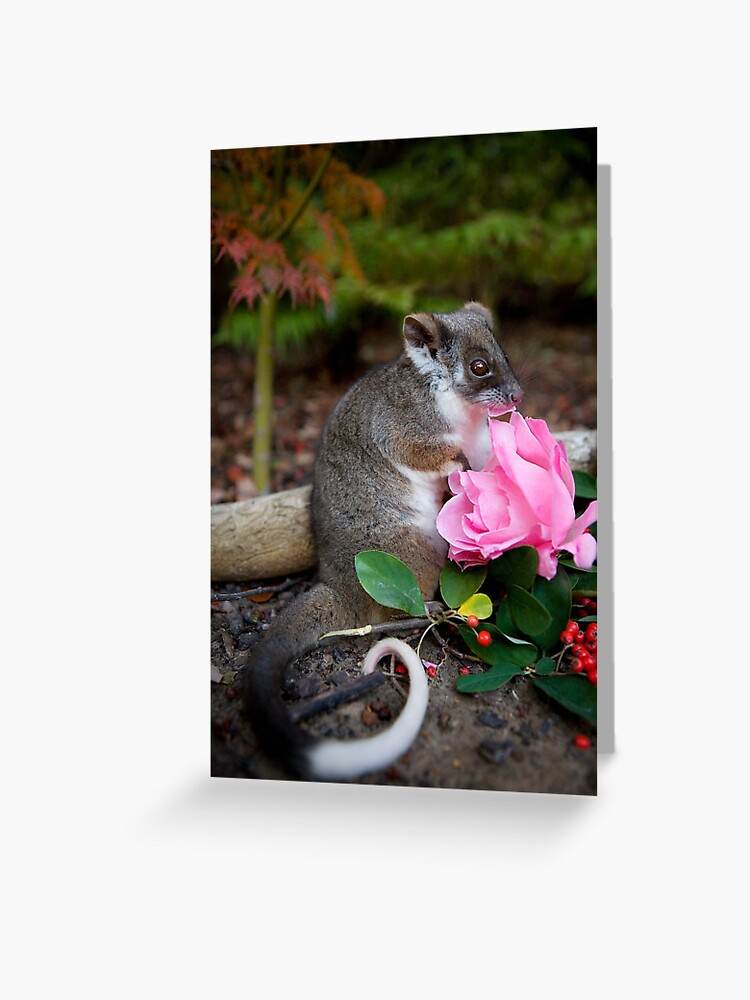 ""Sachi" Ringtail Possum" Greeting Card for Sale by Amber Williams ...