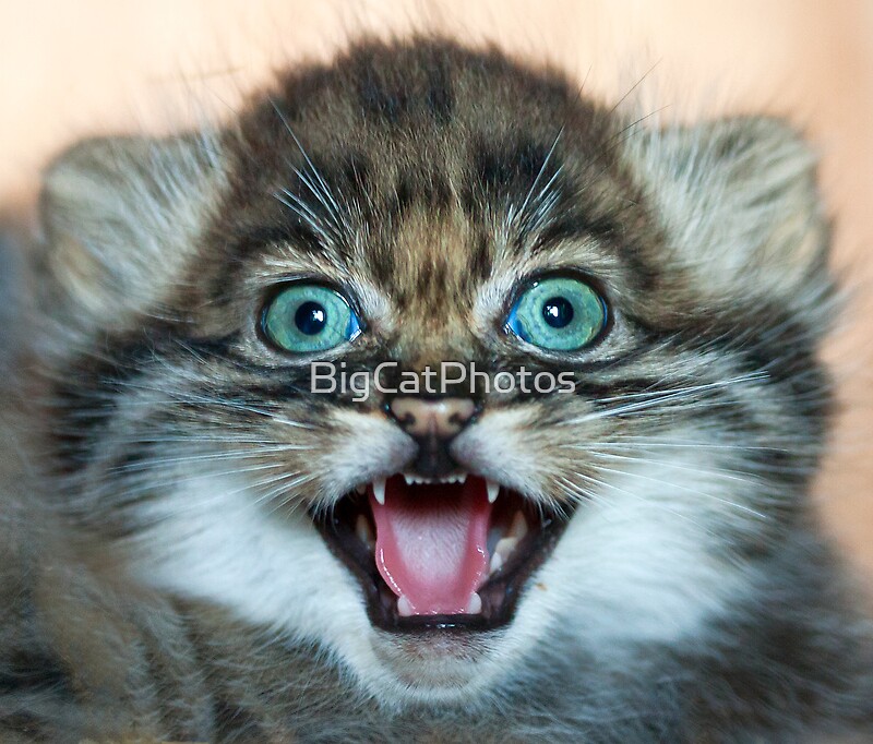 "I may be small but these little teeth are still sharp!!" by ...