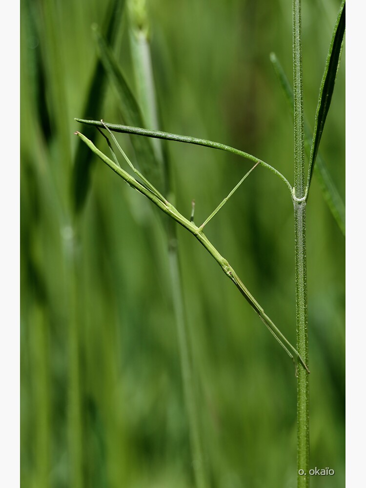 "un jeune Phasme adépte du graphisme - a young Phasme adepts graphic ...