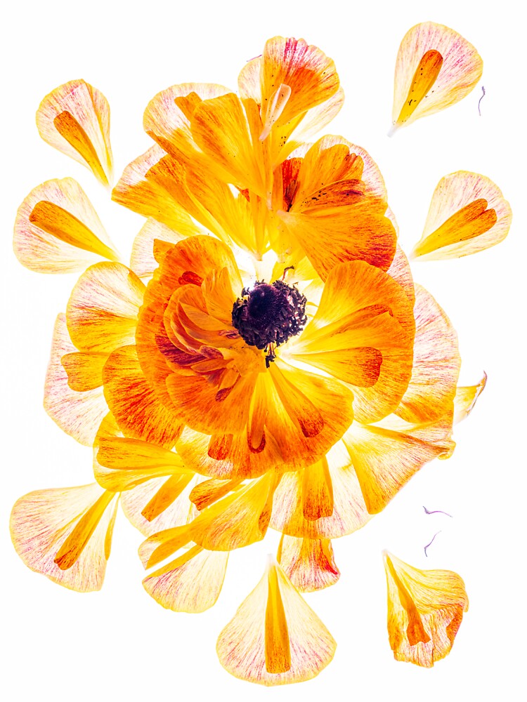 "And then my head exploded #1" Sticker for Sale by alanshapiro | Redbubble