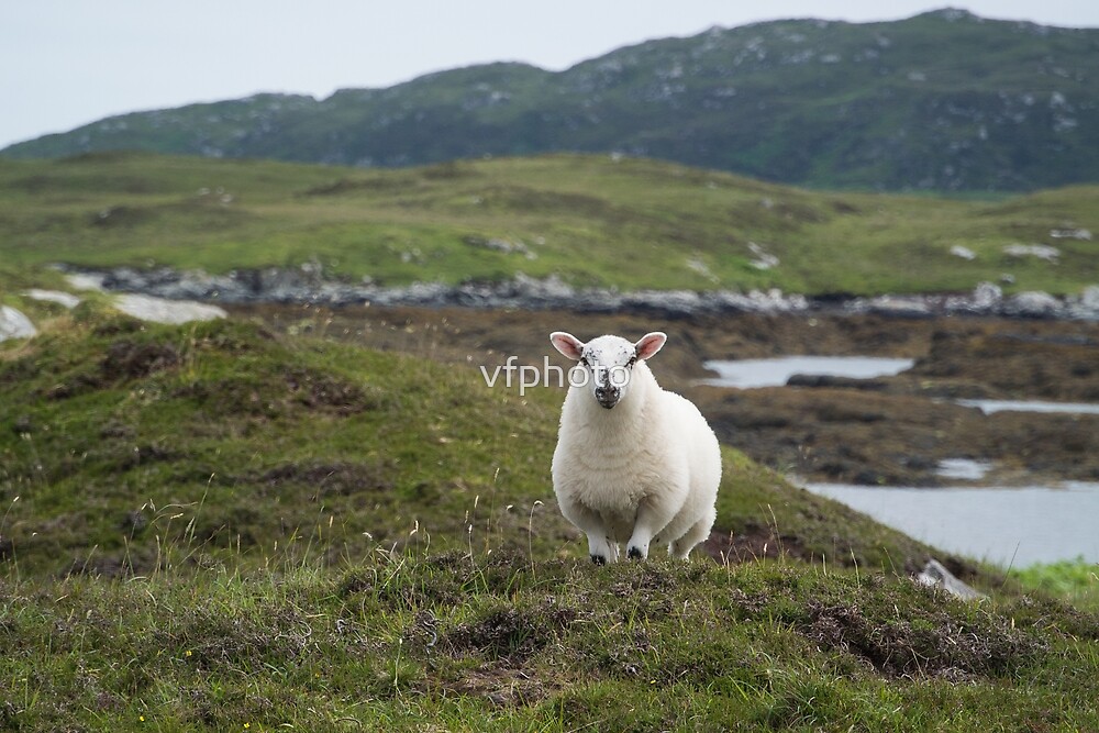"The prettiest sheep" by vfphoto | Redbubble