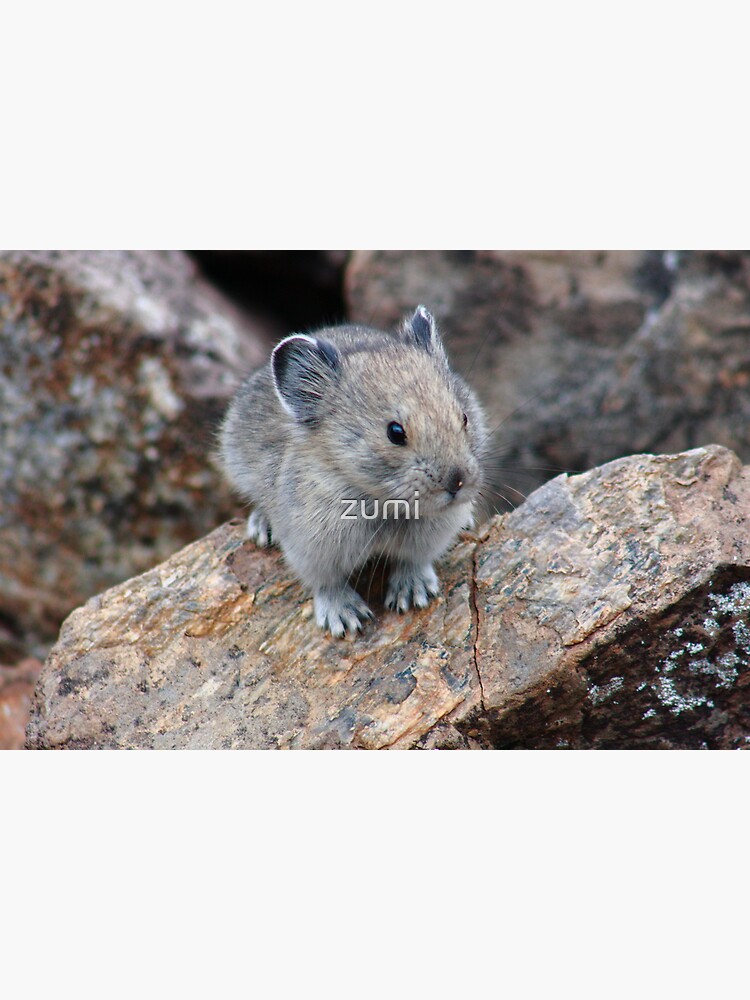 "Rock rabbit II" Poster by zumi | Redbubble