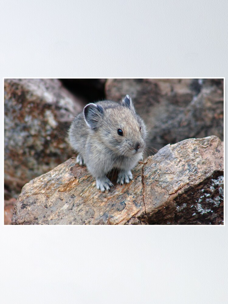 "Rock rabbit II" Poster by zumi | Redbubble
