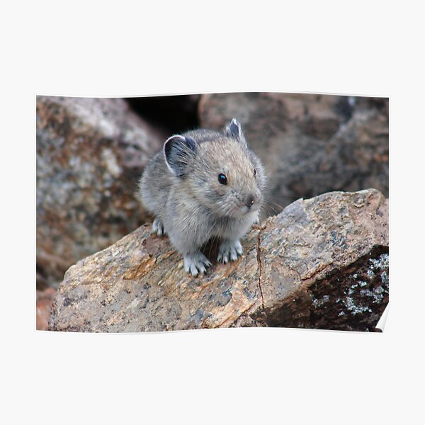 "Rock rabbit II" Poster by zumi | Redbubble