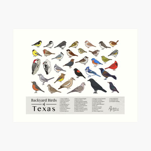 "Texas - Backyard Birds of Texas Field Guide Print - Bird Art Print ...