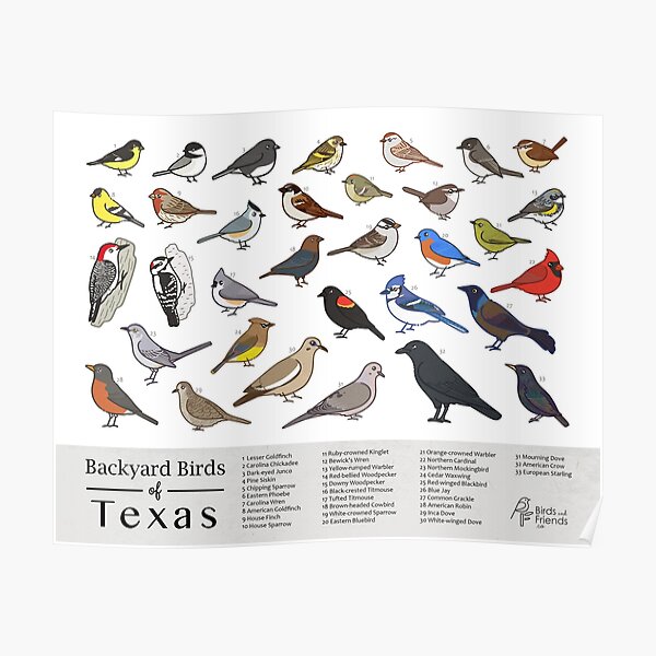 "Texas - Backyard Birds of Texas Field Guide Print - Bird Art Print ...
