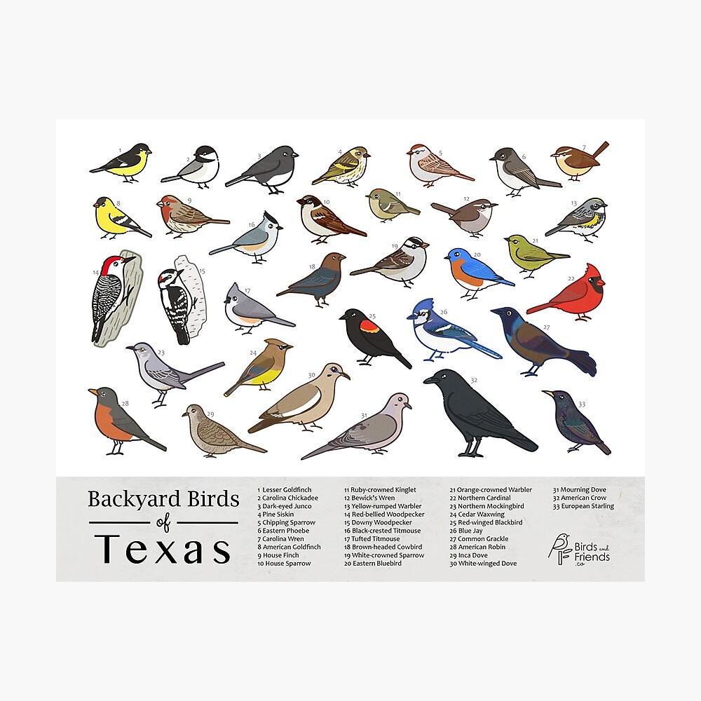 Texas Common Backyard Birds