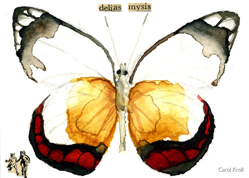 "Delias mysis (Union Jack Butterfly)" by Carol Kroll | Redbubble