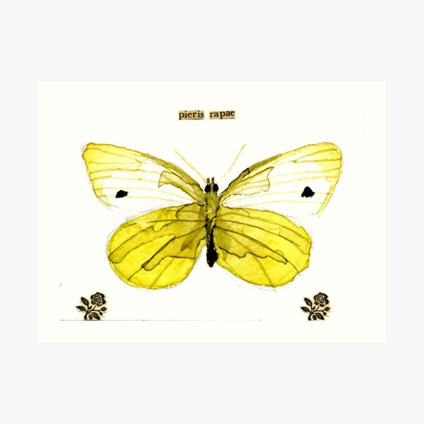 "Pieris rapae (Cabbage Butterfly)" Art Print by carolkroll72 | Redbubble