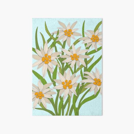 "Edelweiss" Art Board Print by artlovepassion | Redbubble