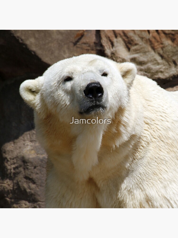 "Polar Bear 519" Poster by Jamcolors | Redbubble