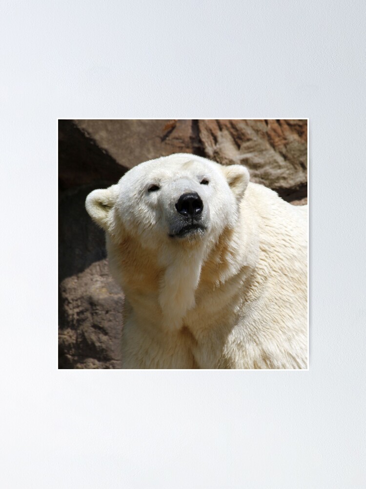 "Polar Bear 519" Poster by Jamcolors | Redbubble