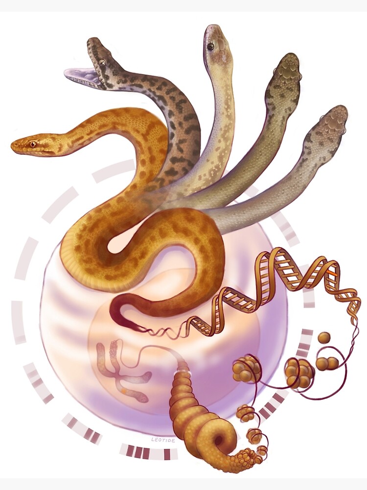 "Childrens Python Morphs" Art Print by Archaleo | Redbubble