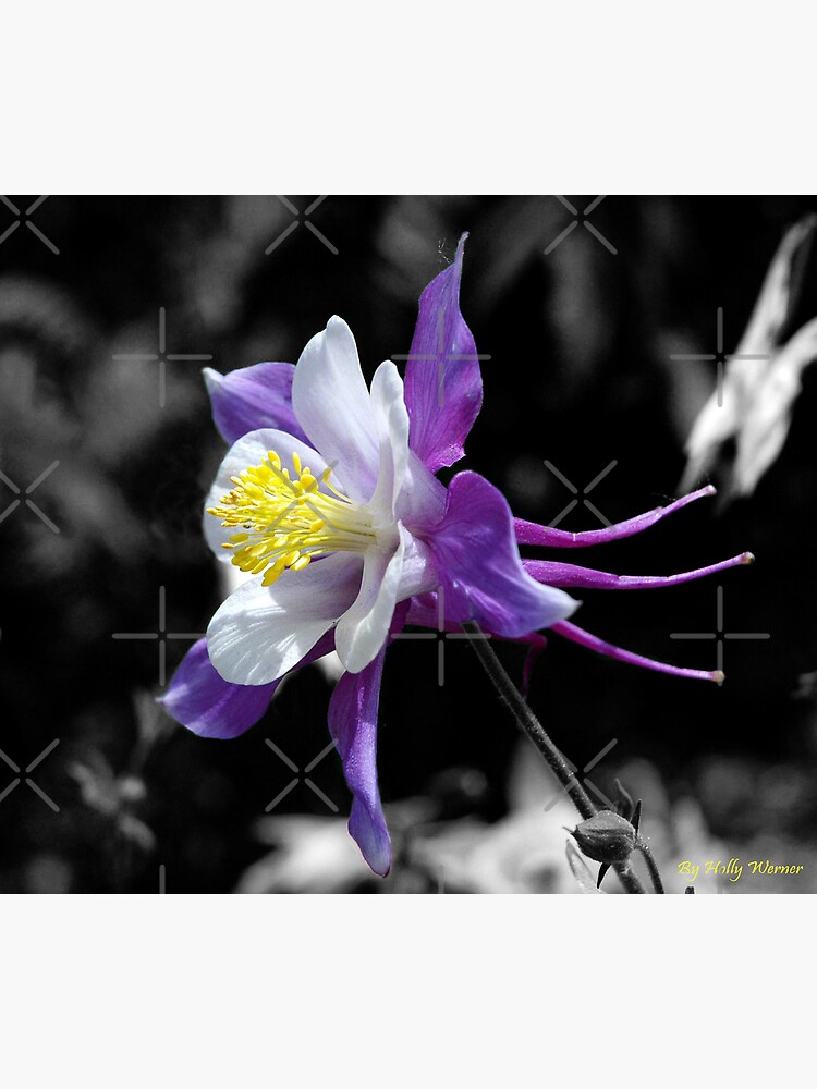"Columbine" Poster for Sale by ritesideup | Redbubble