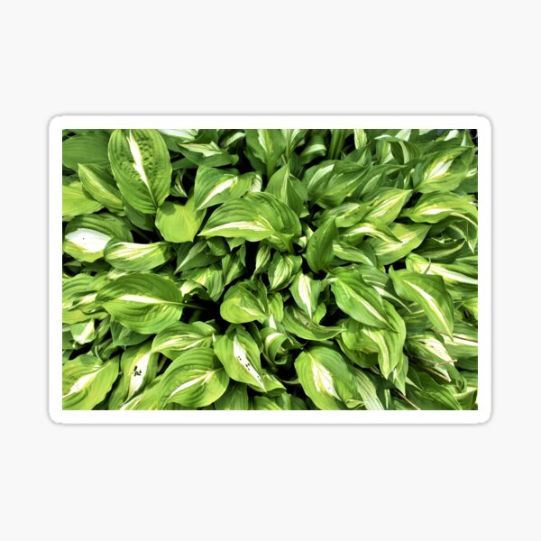 "Hosta Be Beautiful" Sticker for Sale by DonnaM | Redbubble