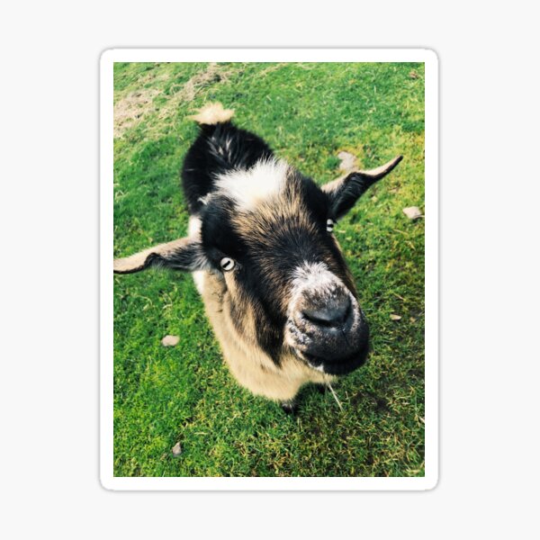 Fainting Goat Stickers | Redbubble