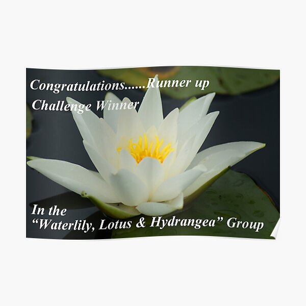 "Runner Up Banner ~ Lotus ~" Poster for Sale by SandraCockayne | Redbubble