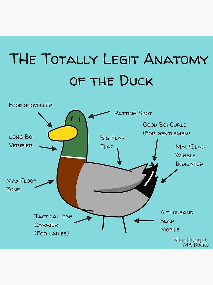 Anatomía Externa Del Pato