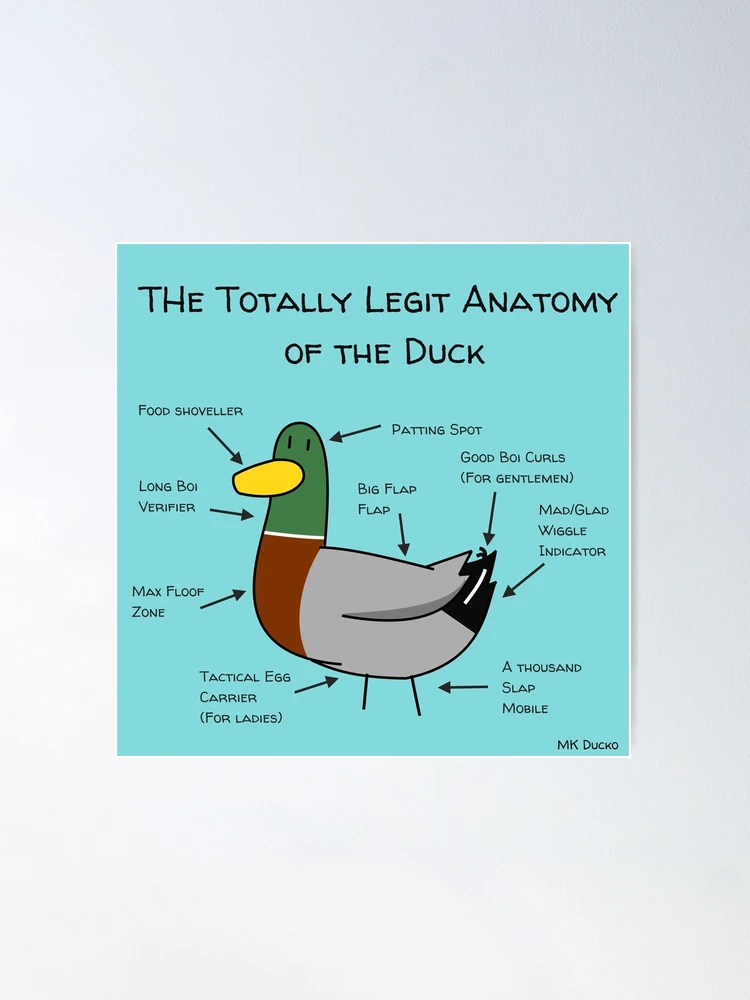 Diagrama De Anatomía Del Pato
