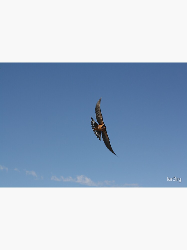 "Dive Bombing Barn Swallow" Poster for Sale by lar3ry | Redbubble