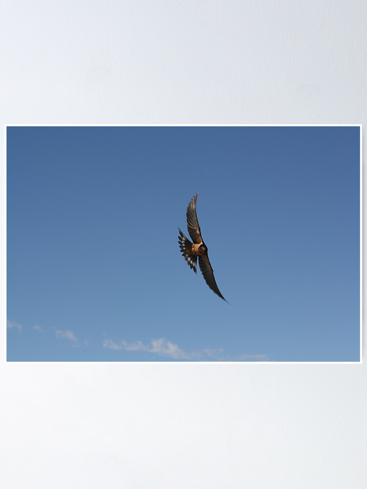 "Dive Bombing Barn Swallow" Poster for Sale by lar3ry | Redbubble